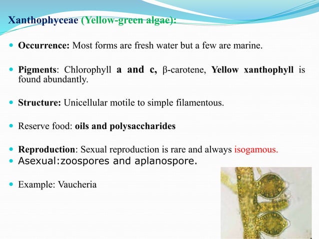 Algae classification and structure | PPTX | Biological Sciences | Science