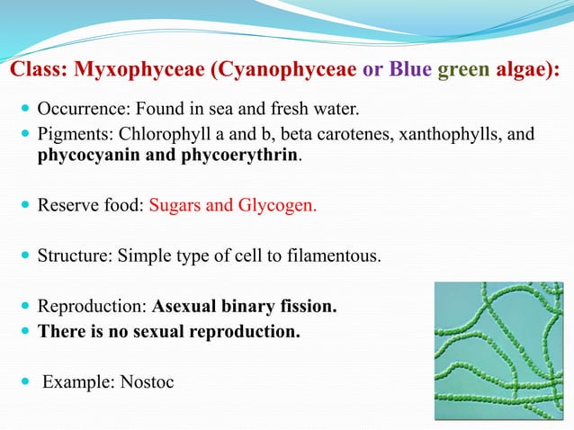 Algae classification and structure | PPTX | Biological Sciences | Science