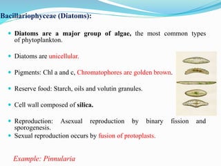Algae classification and structure | PPTX | Biological Sciences | Science