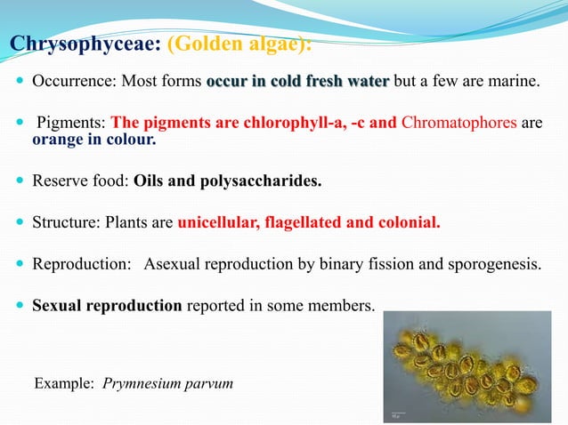Algae classification and structure | PPT