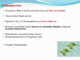 Algae classification and structure | PPTX | Biological Sciences | Science