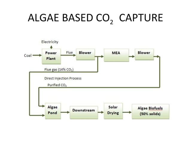 Algae based CO2 capture | PPT | Chemistry | Science