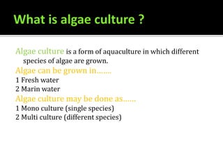 Algae cultur | PPTX