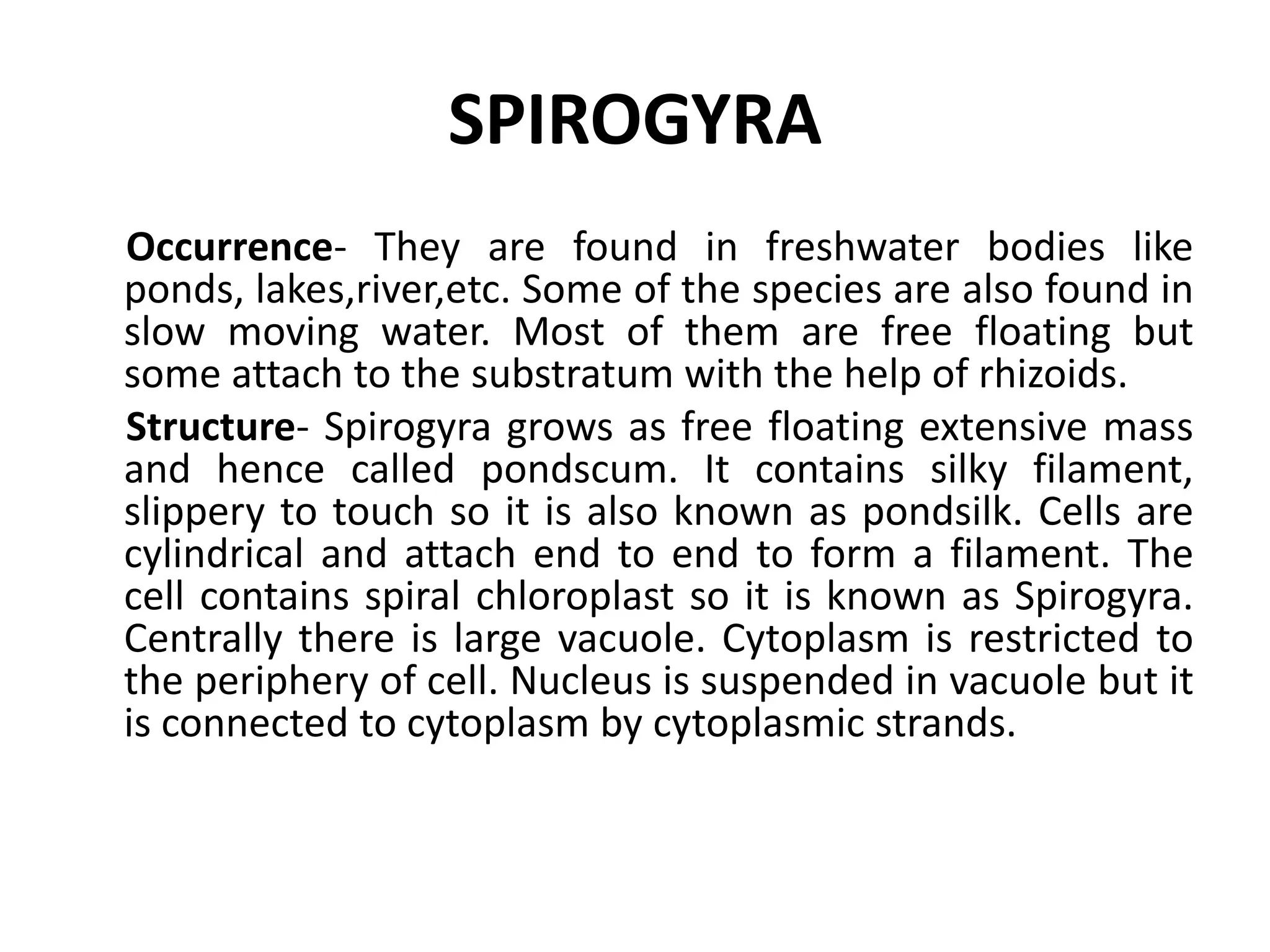 ALGAE and the life cycle of spirogyra .. | PDF