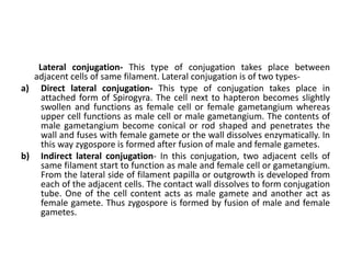 ALGAE and the life cycle of spirogyra .. | PDF