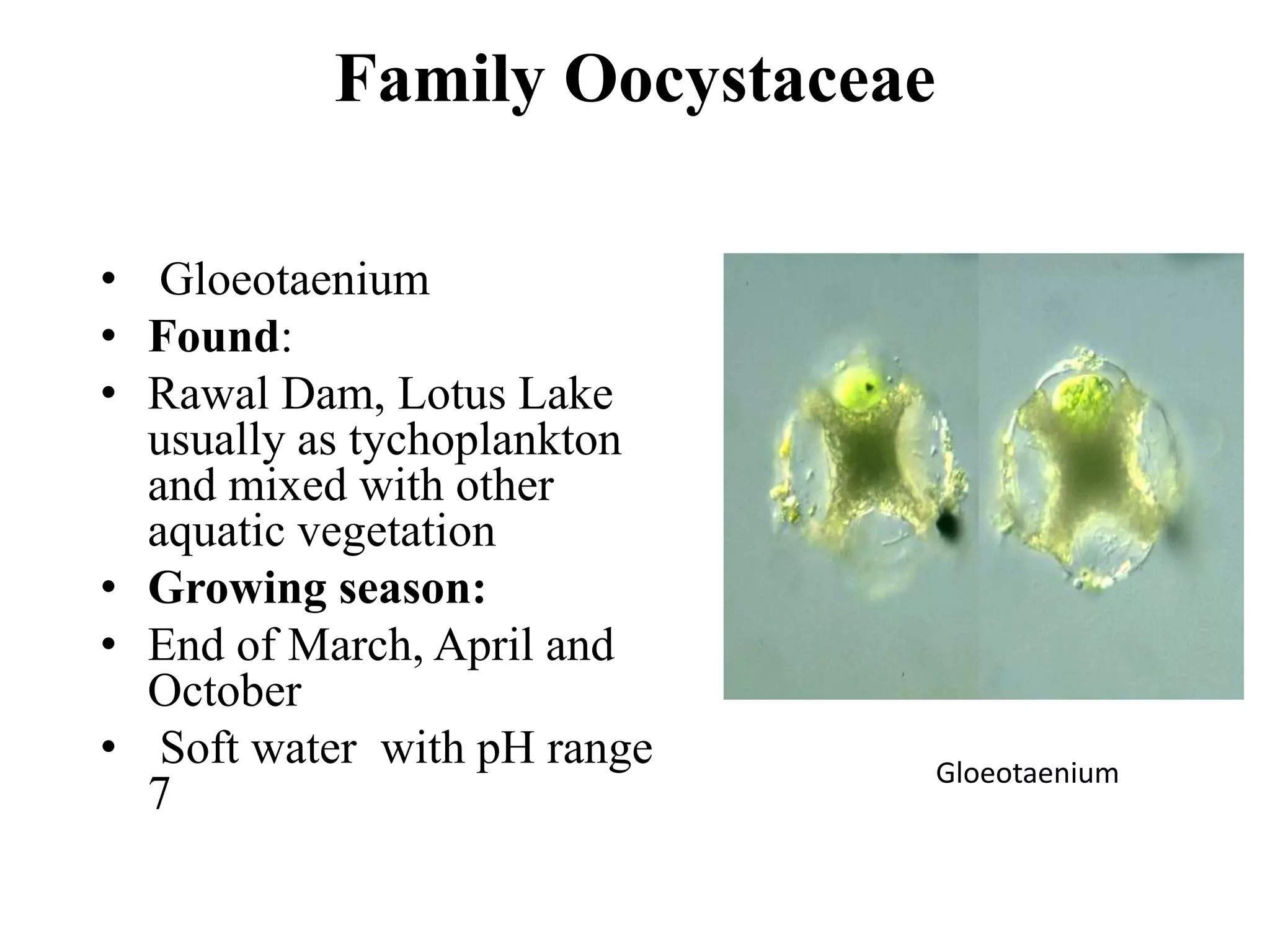 Algae distribution in pakistan | PPTX