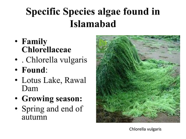 Algae distribution in pakistan | PPTX | Zoos & Aquariums | Attractions