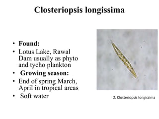 Algae distribution in pakistan | PPTX