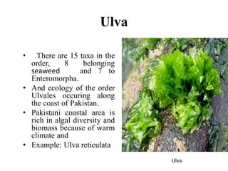 Algae distribution in pakistan | PPTX