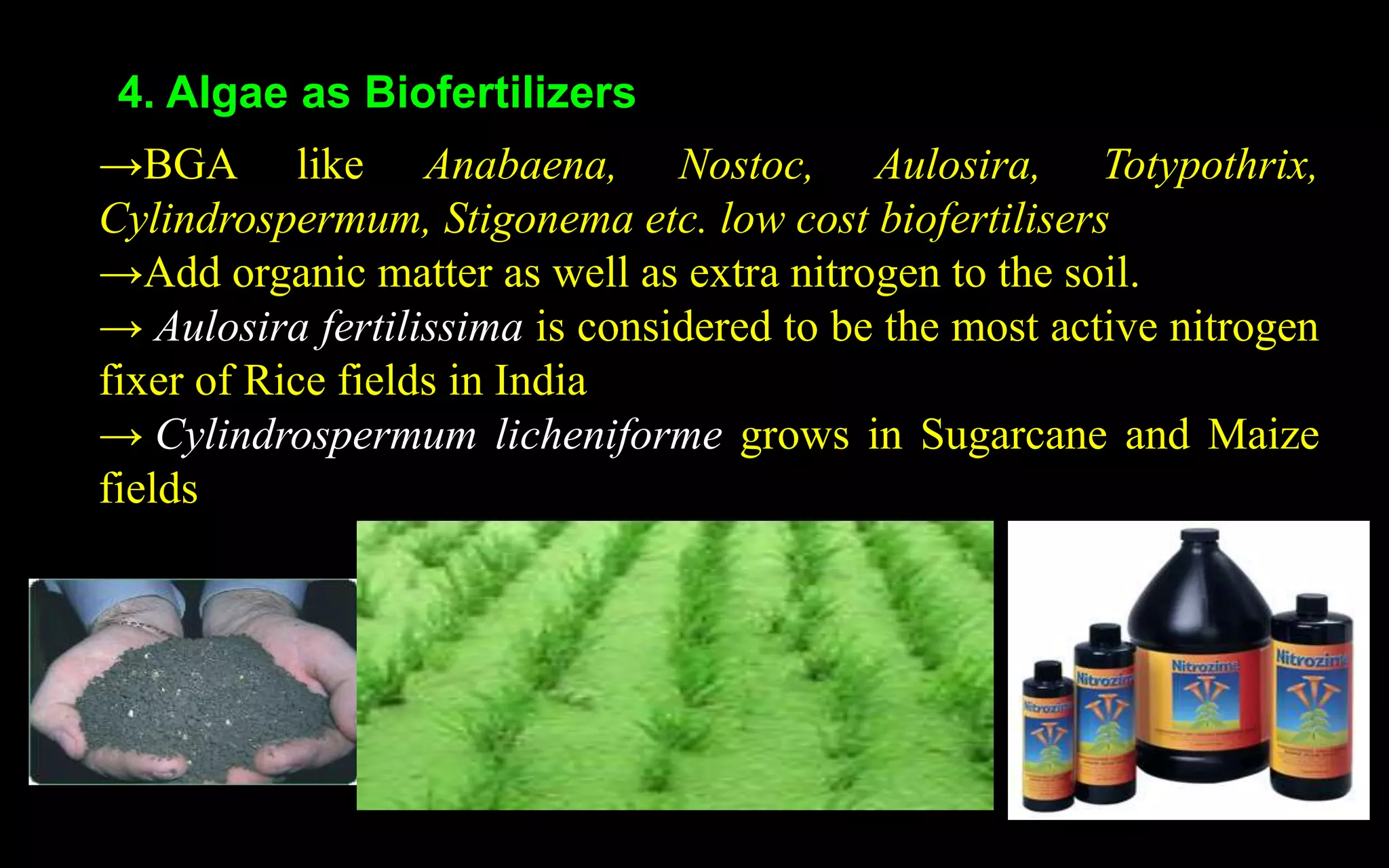 Algae Economic Importance | PPTX