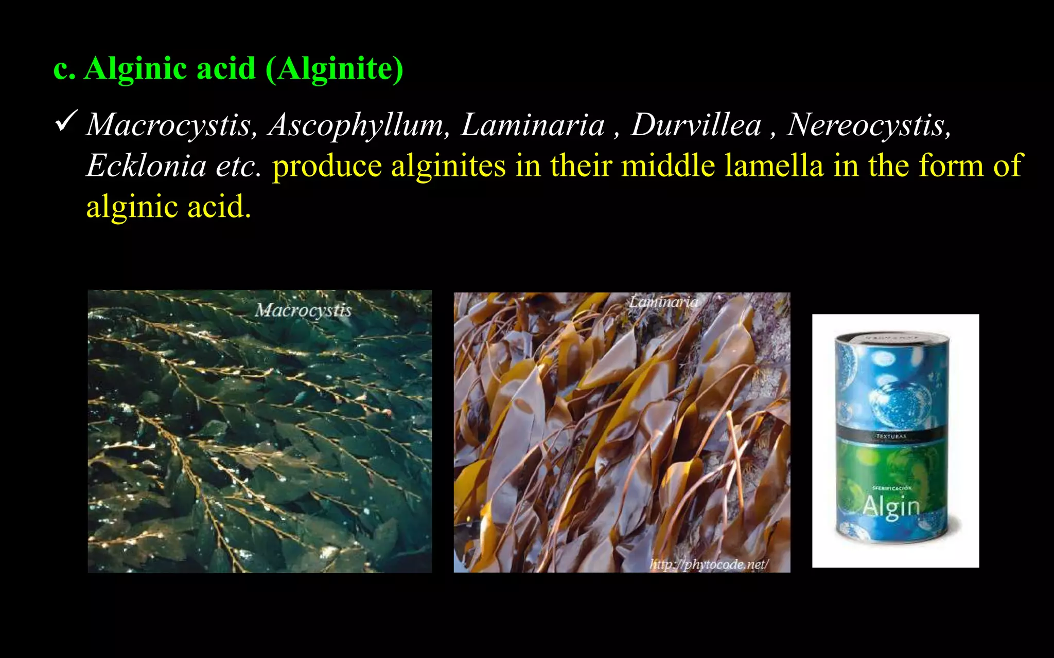 Algae Economic Importance | PPTX