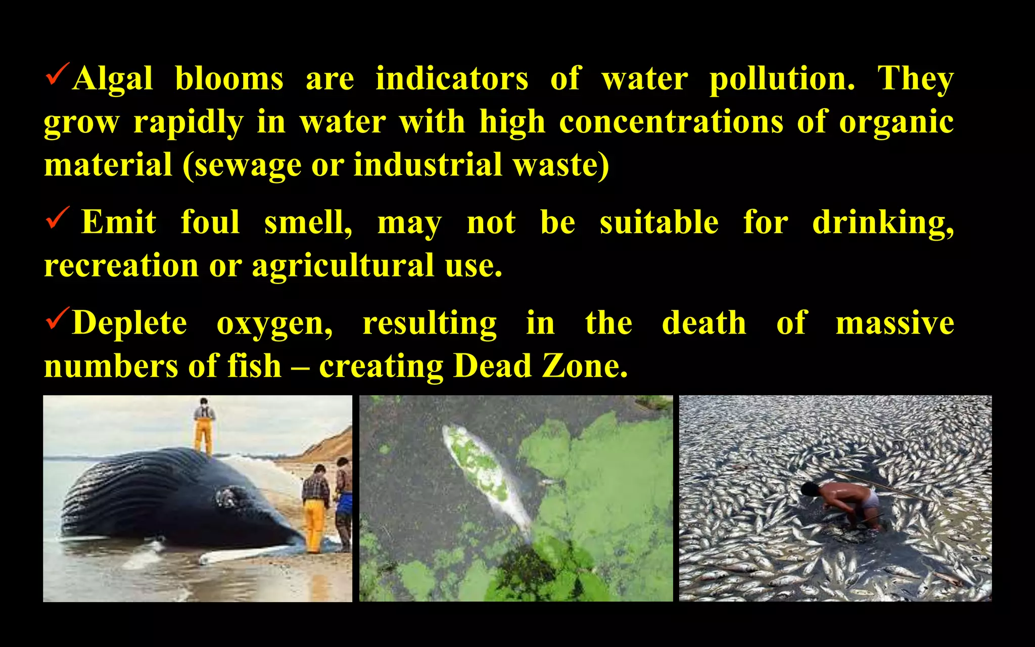 Algae Economic Importance | PPTX