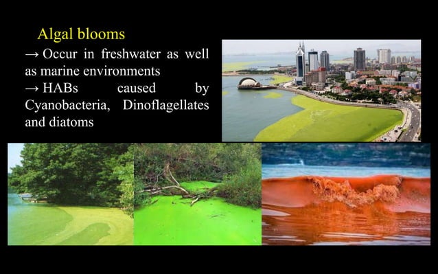 Algae Economic Importance | PPTX