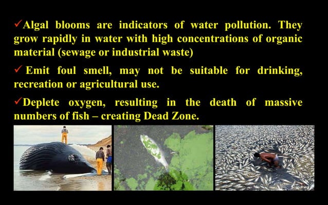 Algae Economic Importance | PPTX