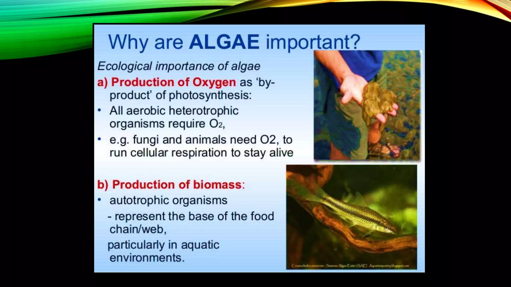 Algae economic importance | PPT