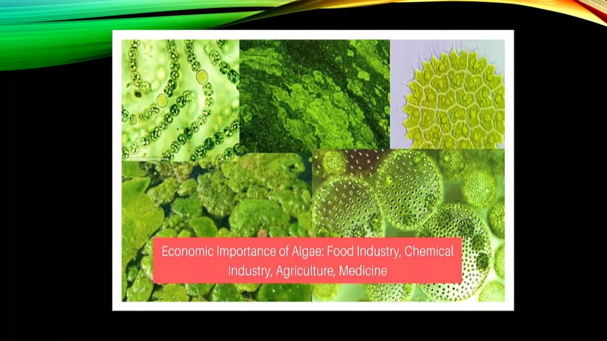 Algae economic importance | PPT