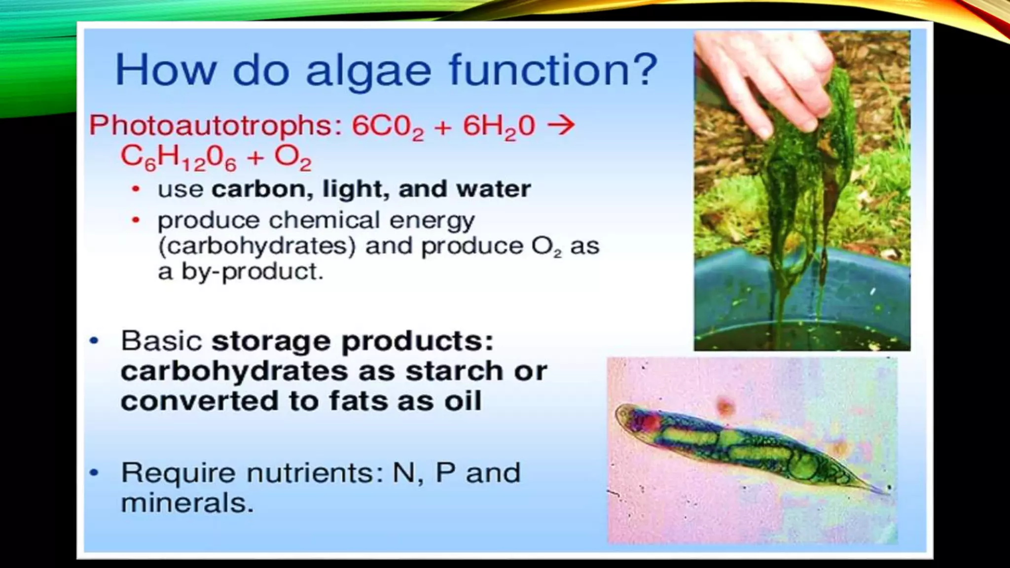 Algae economic importance | PPT