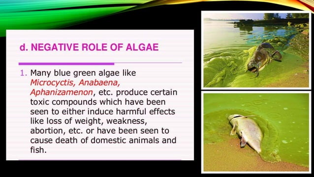 Algae economic importance | PPT