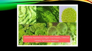Algae economic importance | PPT