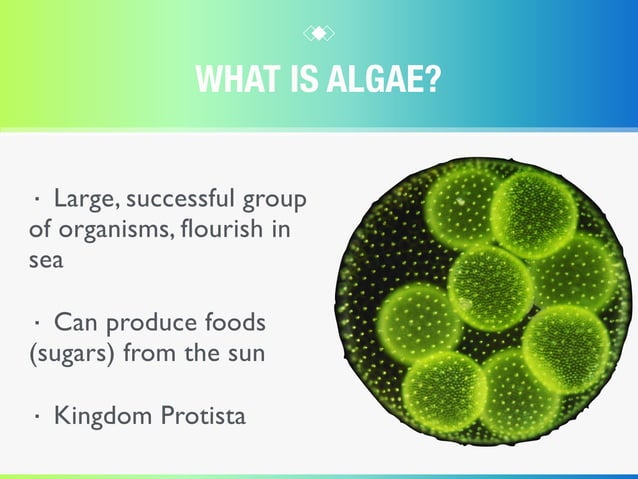 Algae Products and their Medical Applications | PPT