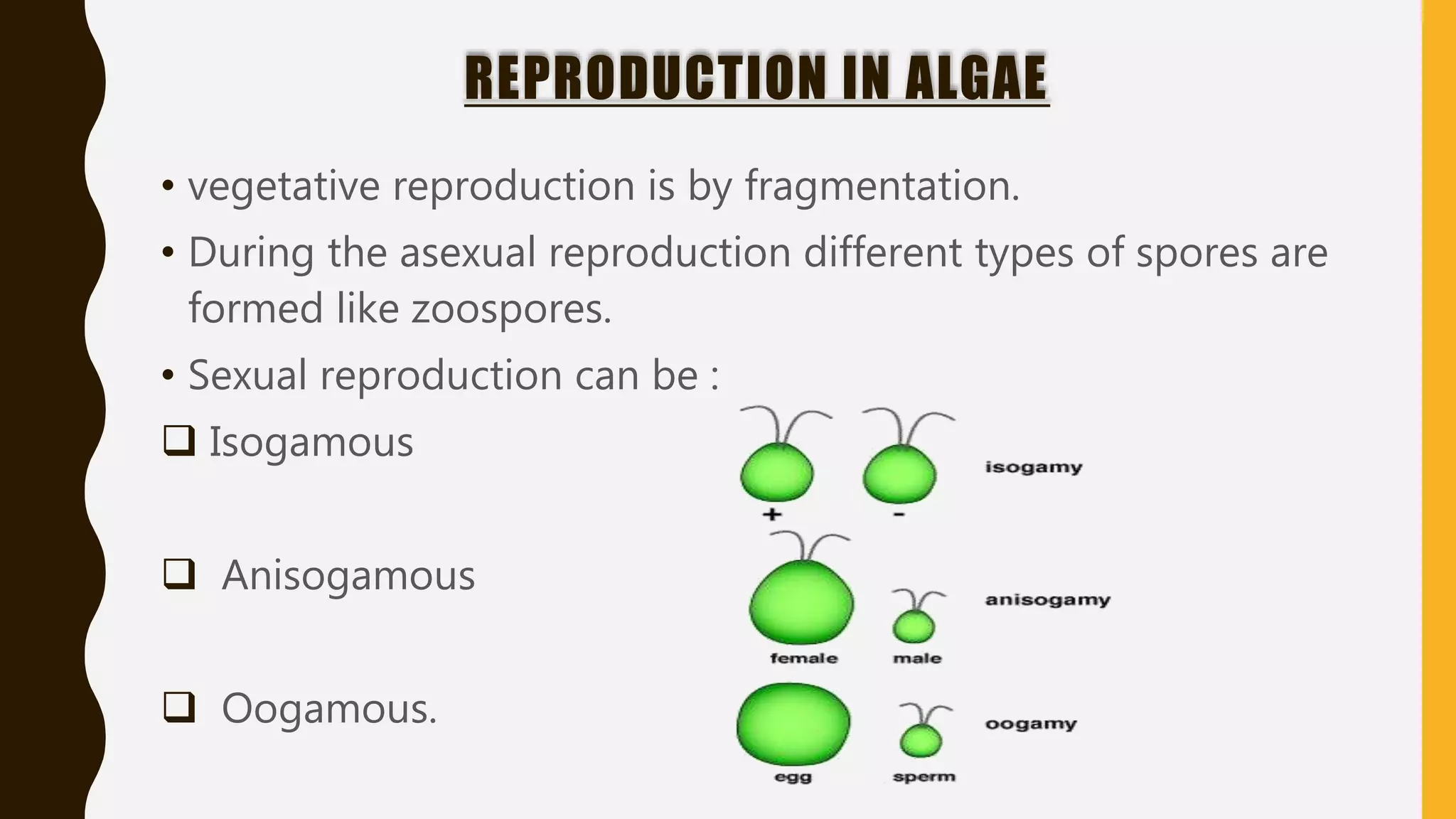 Algae. Classification of Algae. Chlorophyceae, Rhodophyceae ...