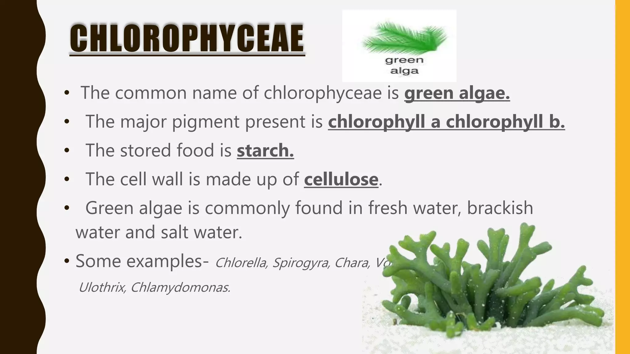 Algae. Classification of Algae. Chlorophyceae, Rhodophyceae ...