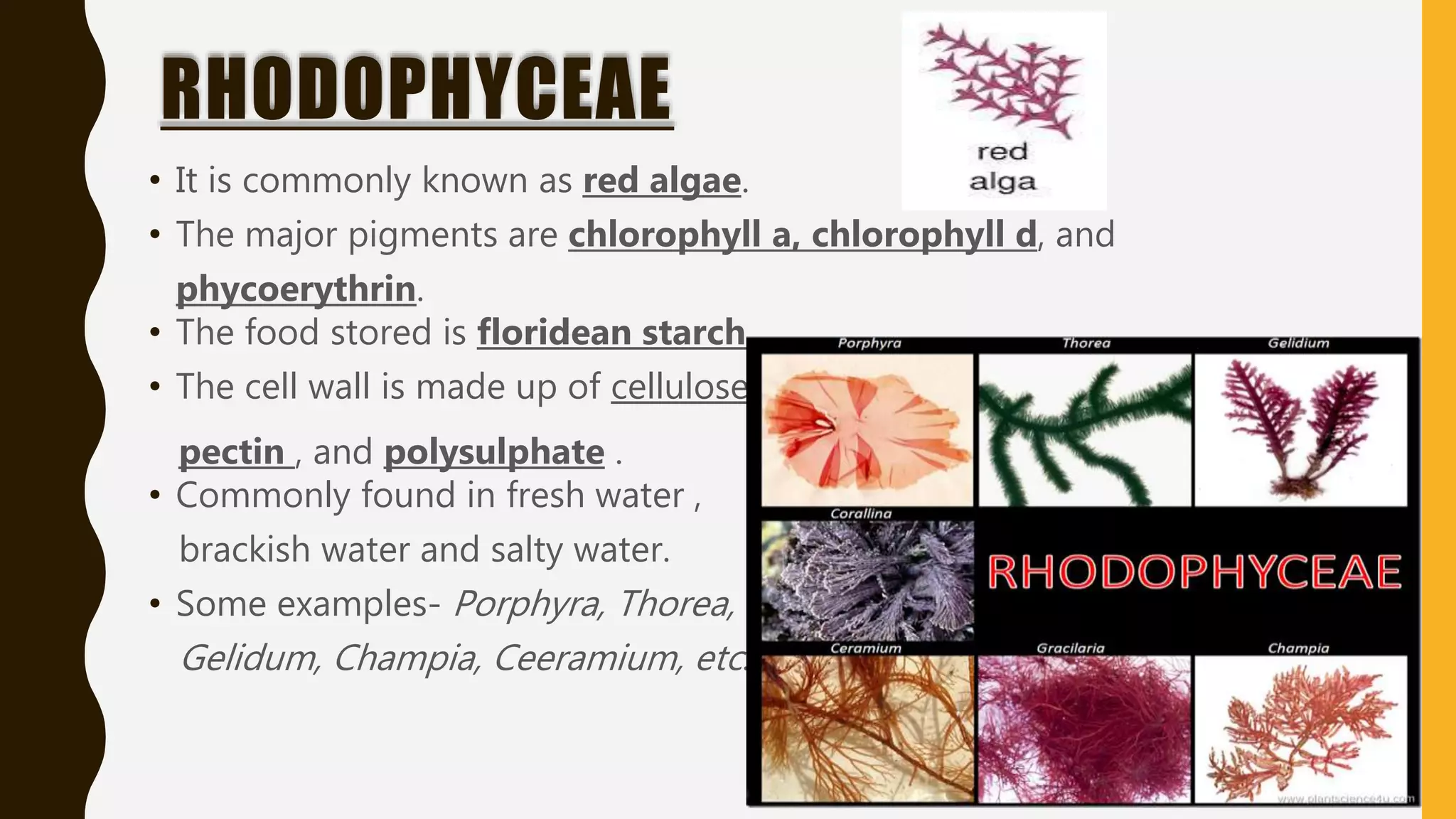 Algae. Classification of Algae. Chlorophyceae, Rhodophyceae ...