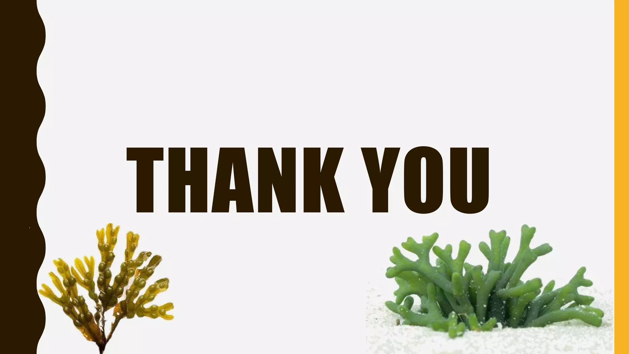 Algae. Classification of Algae. Chlorophyceae, Rhodophyceae ...