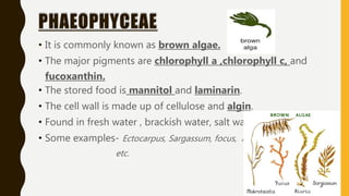 Algae. Classification of Algae. Chlorophyceae, Rhodophyceae ...