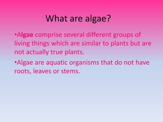 Algae | PPT