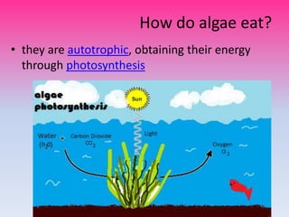Algae | PPTX