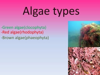 Algae | PPTX