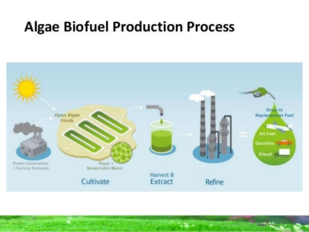 Algae fuel