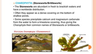 Algae (classifications) & Algal Blooms | PPTX