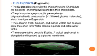 Algae (classifications) & Algal Blooms | PPT