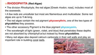 Algae (classifications) & Algal Blooms | PPT