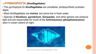 Algae (classifications) & Algal Blooms | PPT