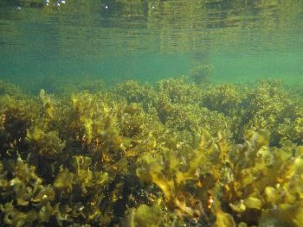 Sains Untuk Dakwah Klasifikasi Alga Ganggang - Riset