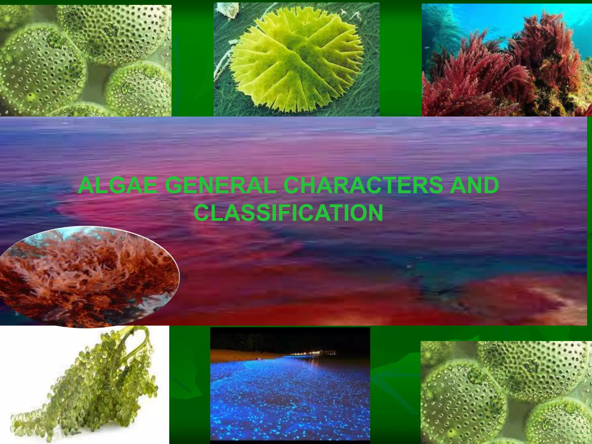 Algae general characters and classification | PPTX