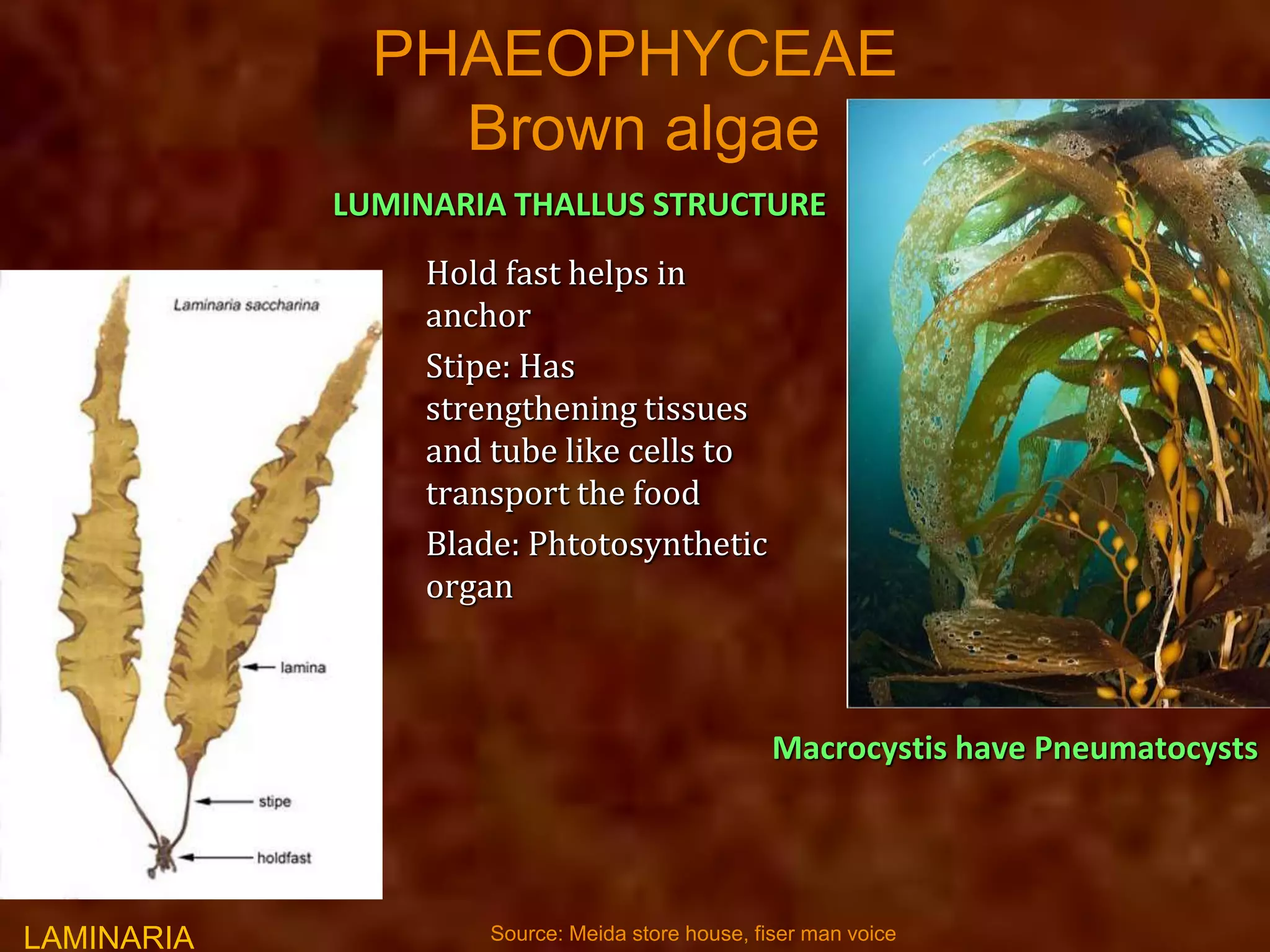 Algae general characters and classification | PPTX