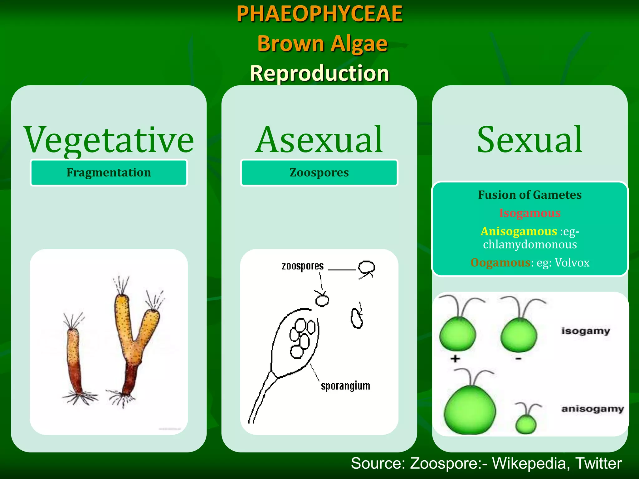 Algae general characters and classification | PPTX