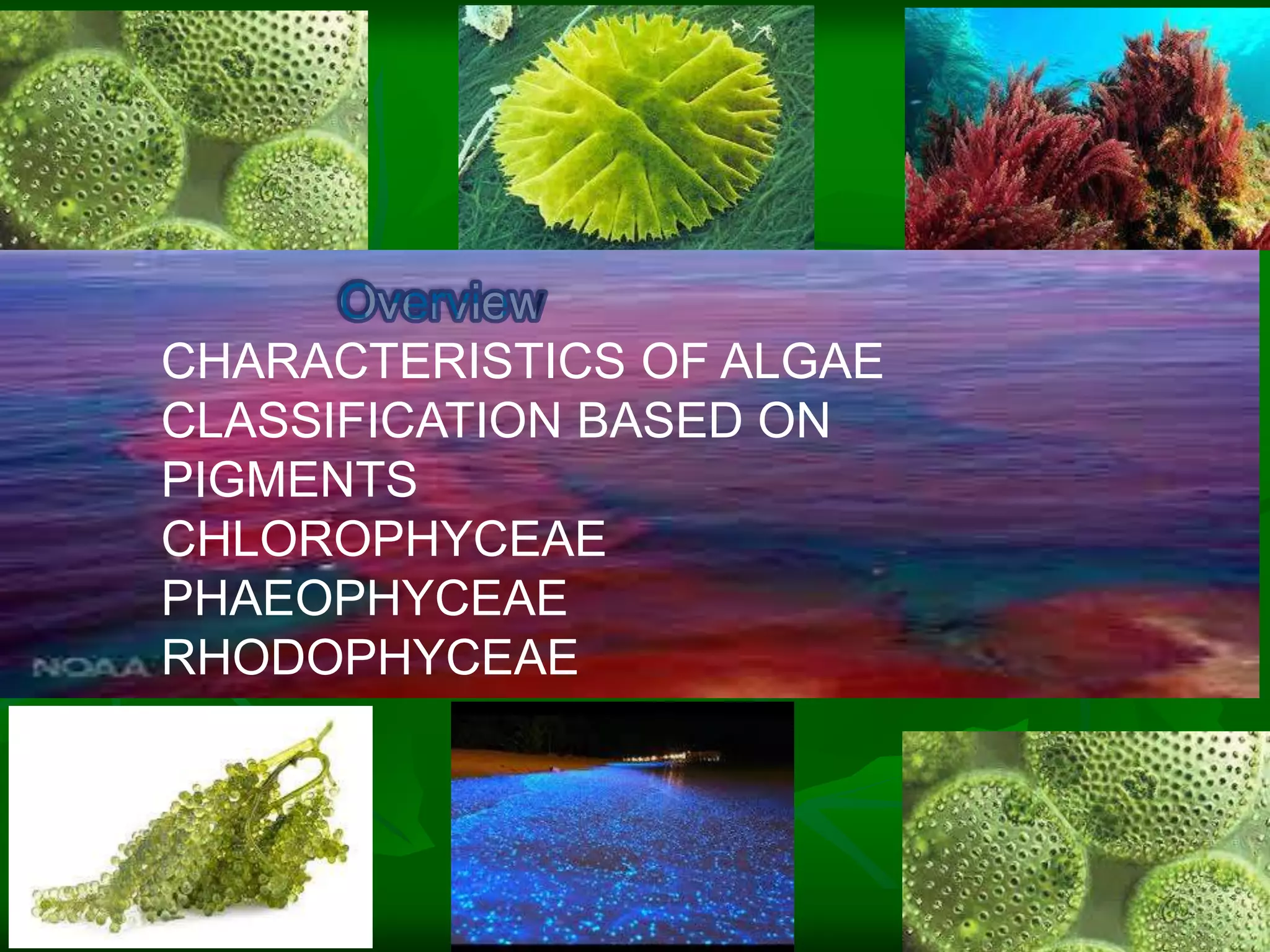 Algae general characters and classification | PPTX
