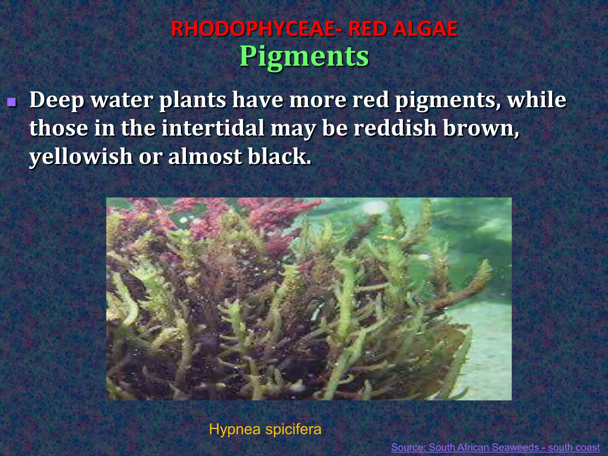 Algae general characters and classification | PPTX