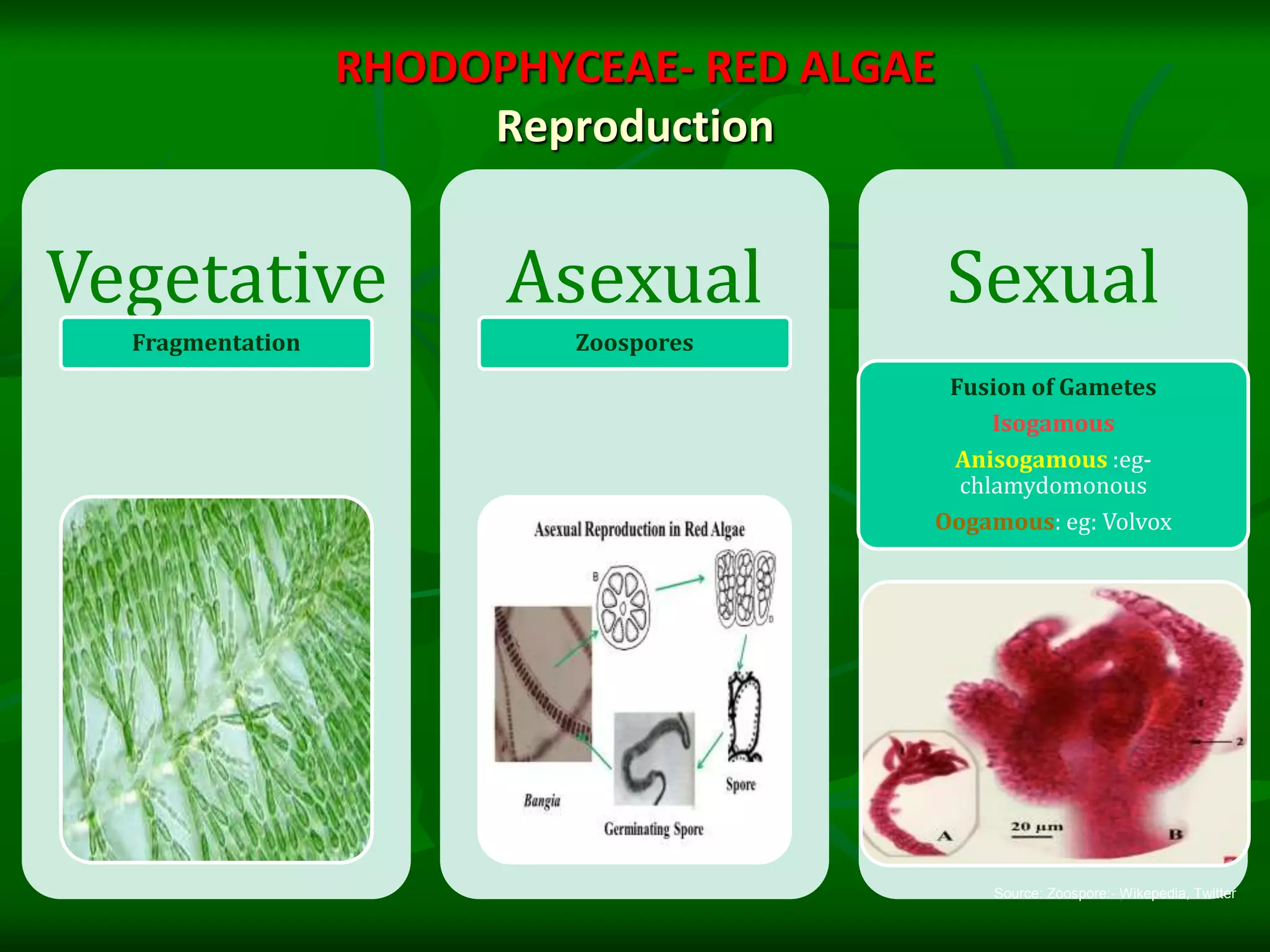 Algae general characters and classification | PPTX