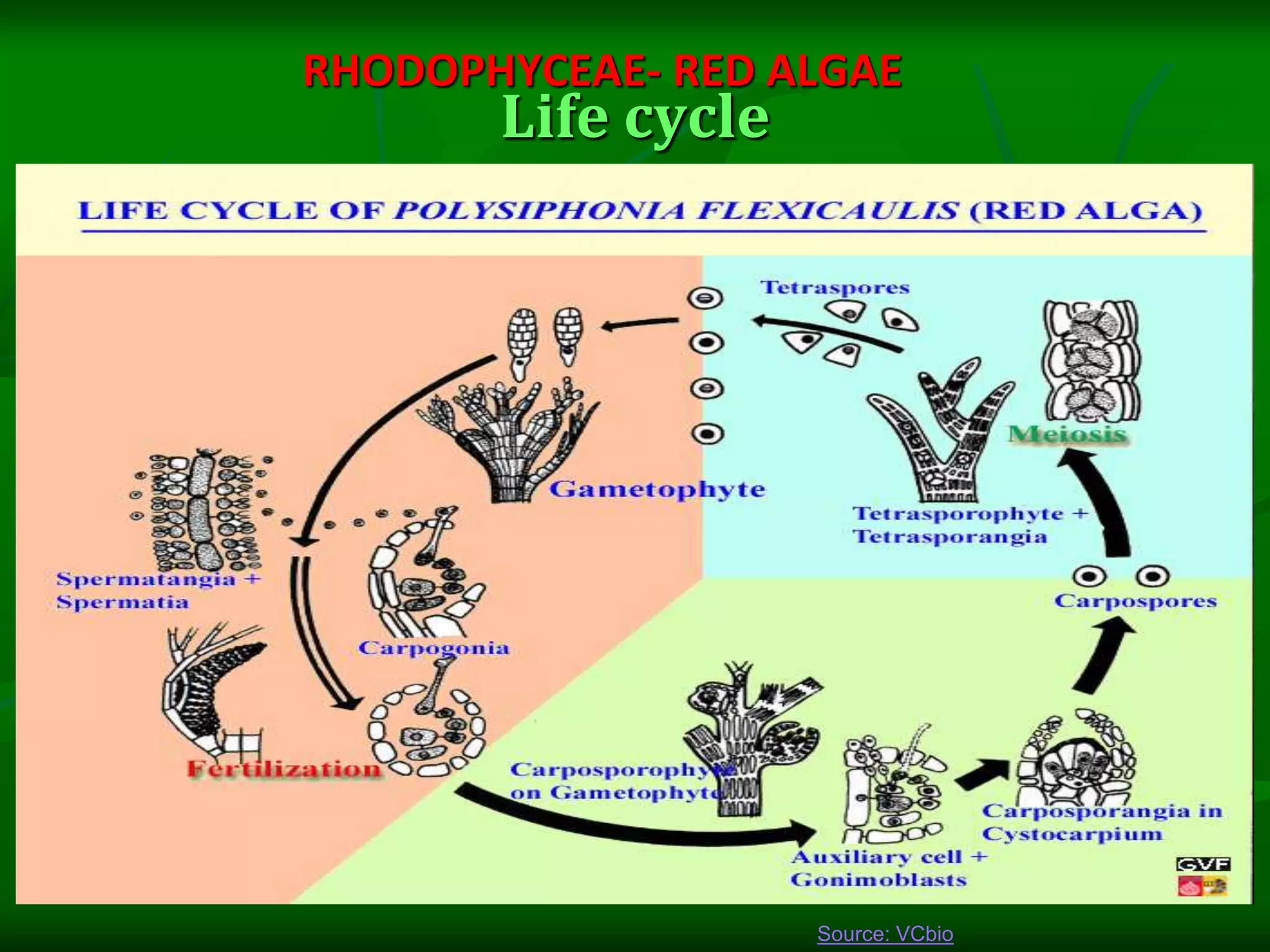 Algae general characters and classification | PPTX