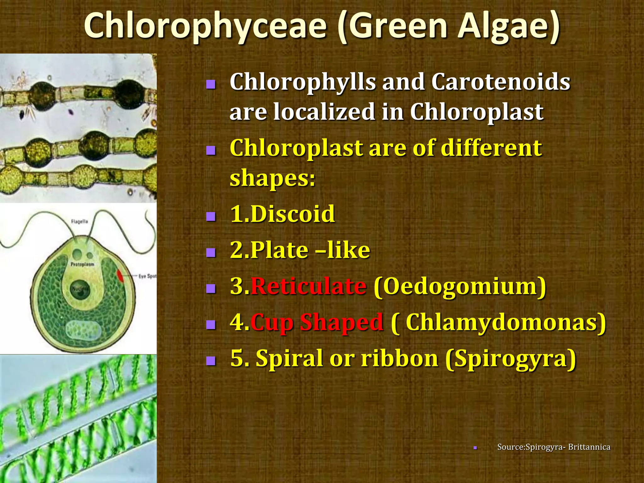 Algae general characters and classification | PPTX