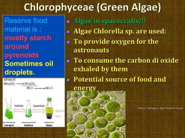 Algae general characters and classification | PPTX
