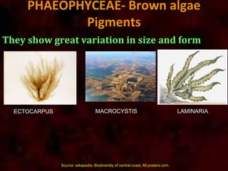 Algae general characters and classification | PPTX