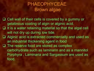 Algae general characters and classification | PPTX