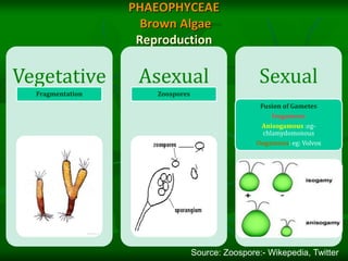 Algae general characters and classification | PPTX